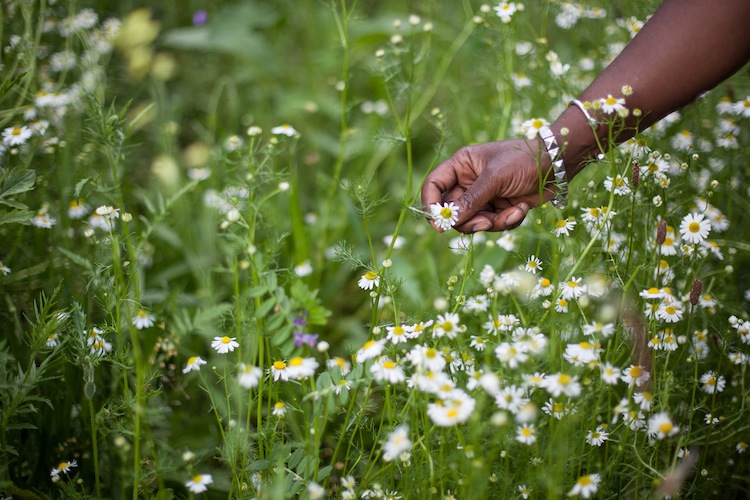 Phytology | N O M A D P R O J E C T S